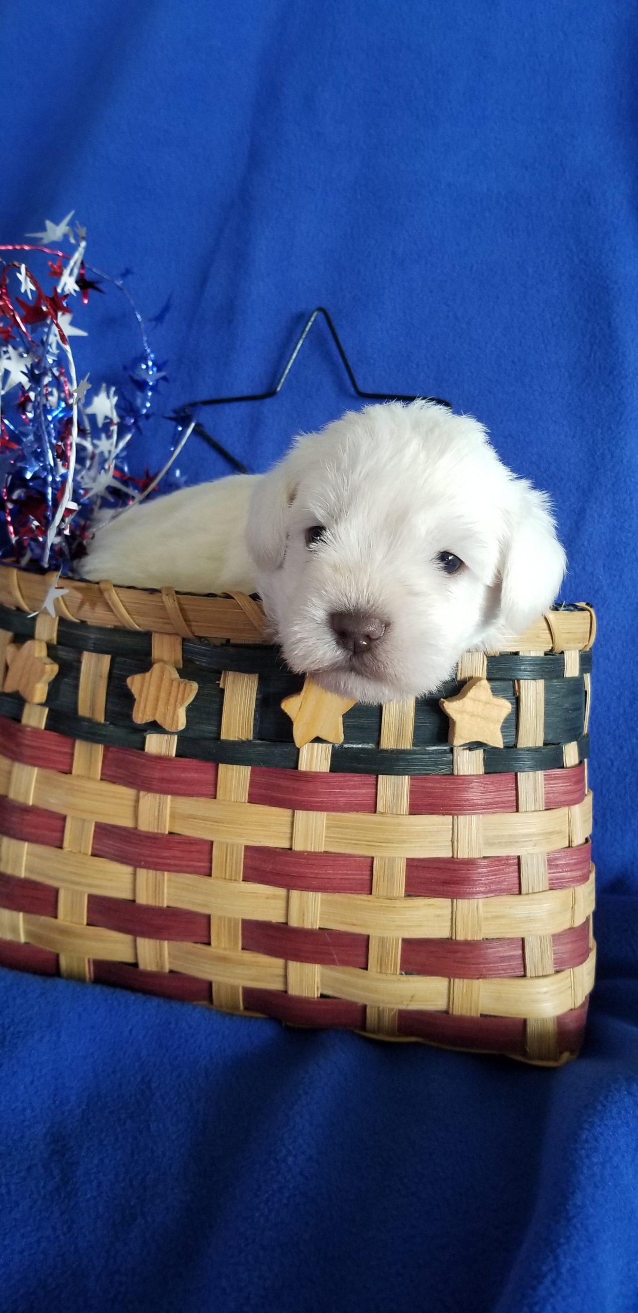 Toby (adoption pending)